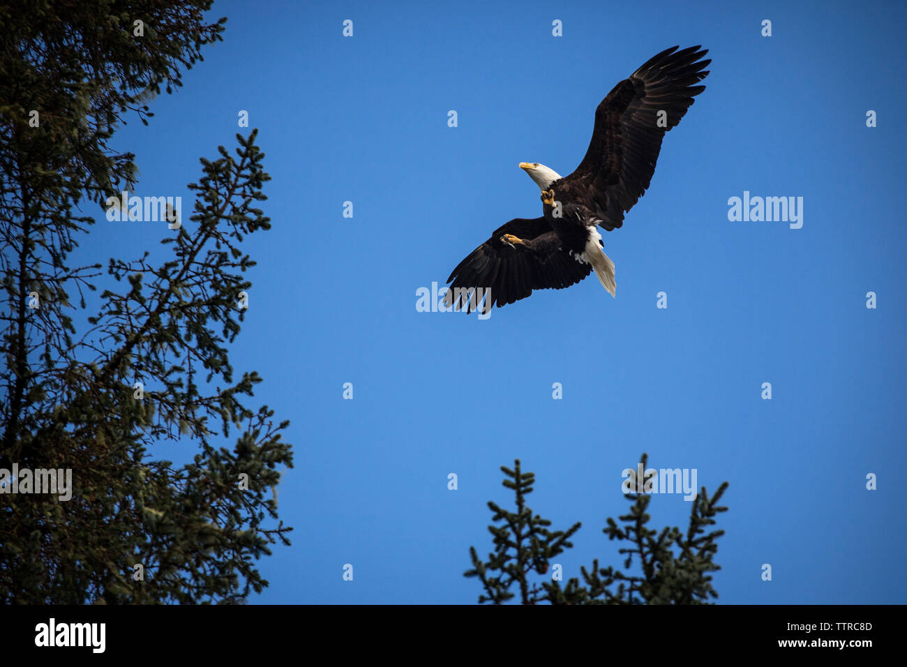 Arbre volant Banque de photographies et d’images à haute résolution - Alamy