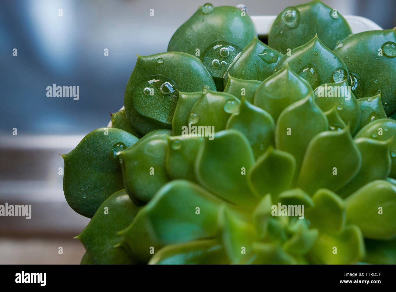 Plante verte humide Banque de photographies et d’images à haute ...