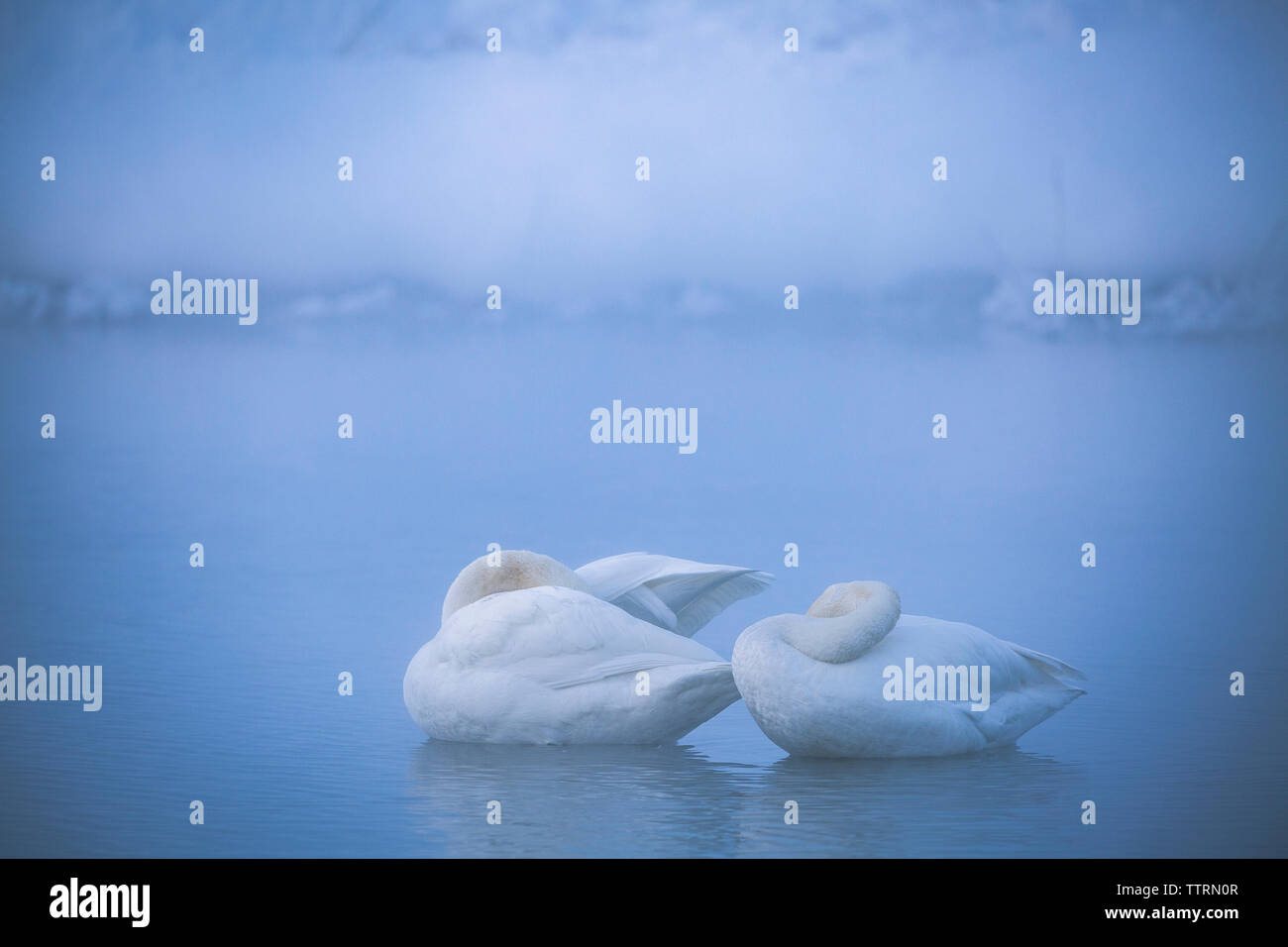Cygnes au bord du lac Banque de photographies et d’images à haute résolution - Page 2 - Alamy