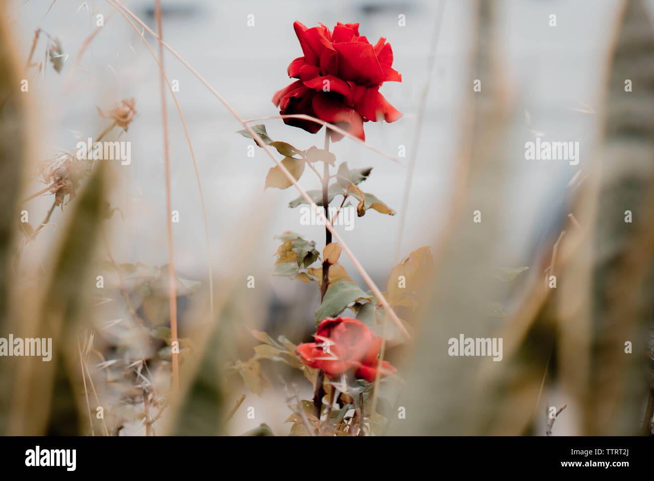 Seule Rose Blanche Banque d'image et photos - Alamy