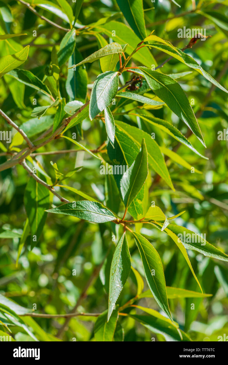 Populus angustifolia Banque de photographies et d’images à haute ...