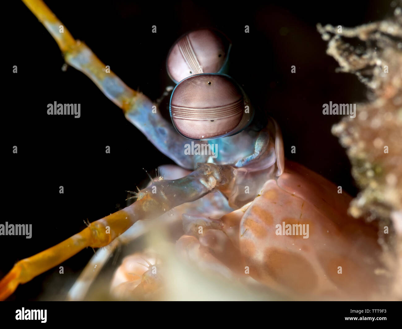 Peacock mantis shrimp odontodactylus scyllarus Banque de photographies ...