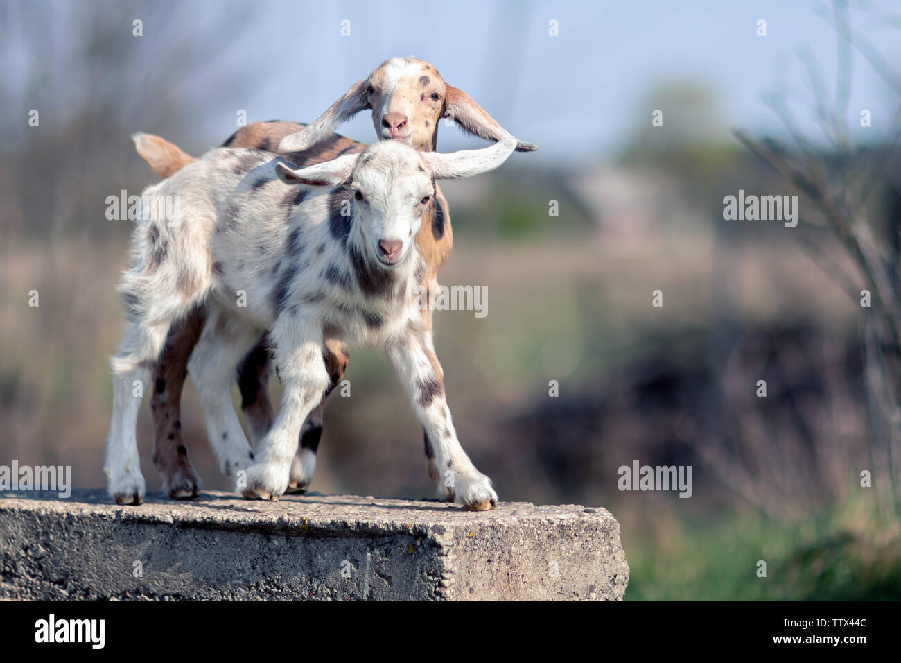 Chèvre drôle Banque de photographies et d’images à haute résolution - Alamy