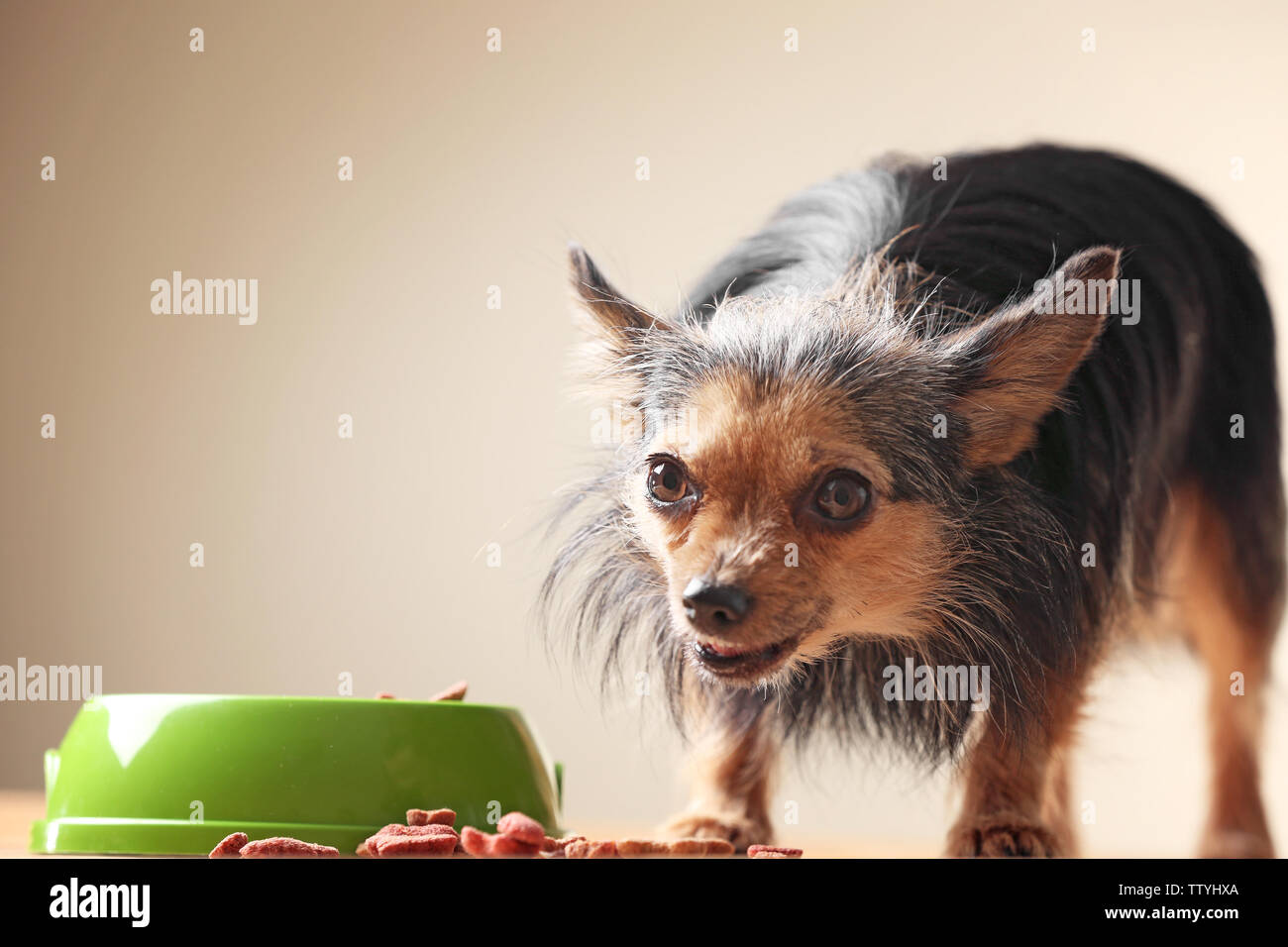 Petit chien en train de manger Banque de photographies et d’images à ...