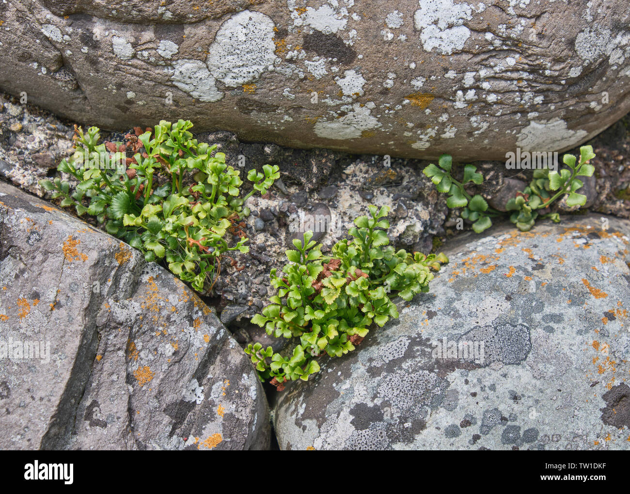 Mur rue Banque de photographies et d’images à haute résolution - Alamy