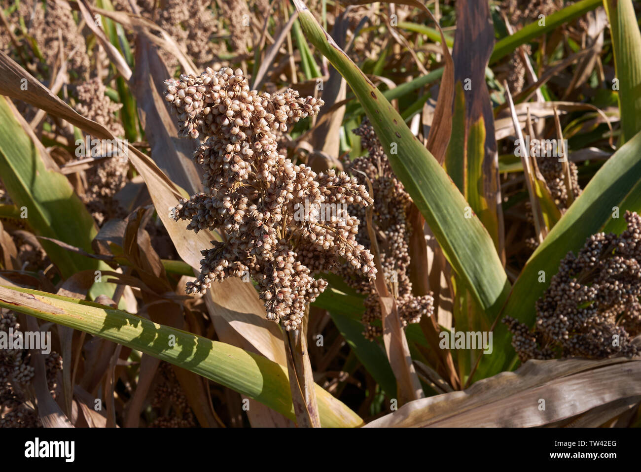 Sorgho à grain rouge Banque de photographies et d’images à haute ...