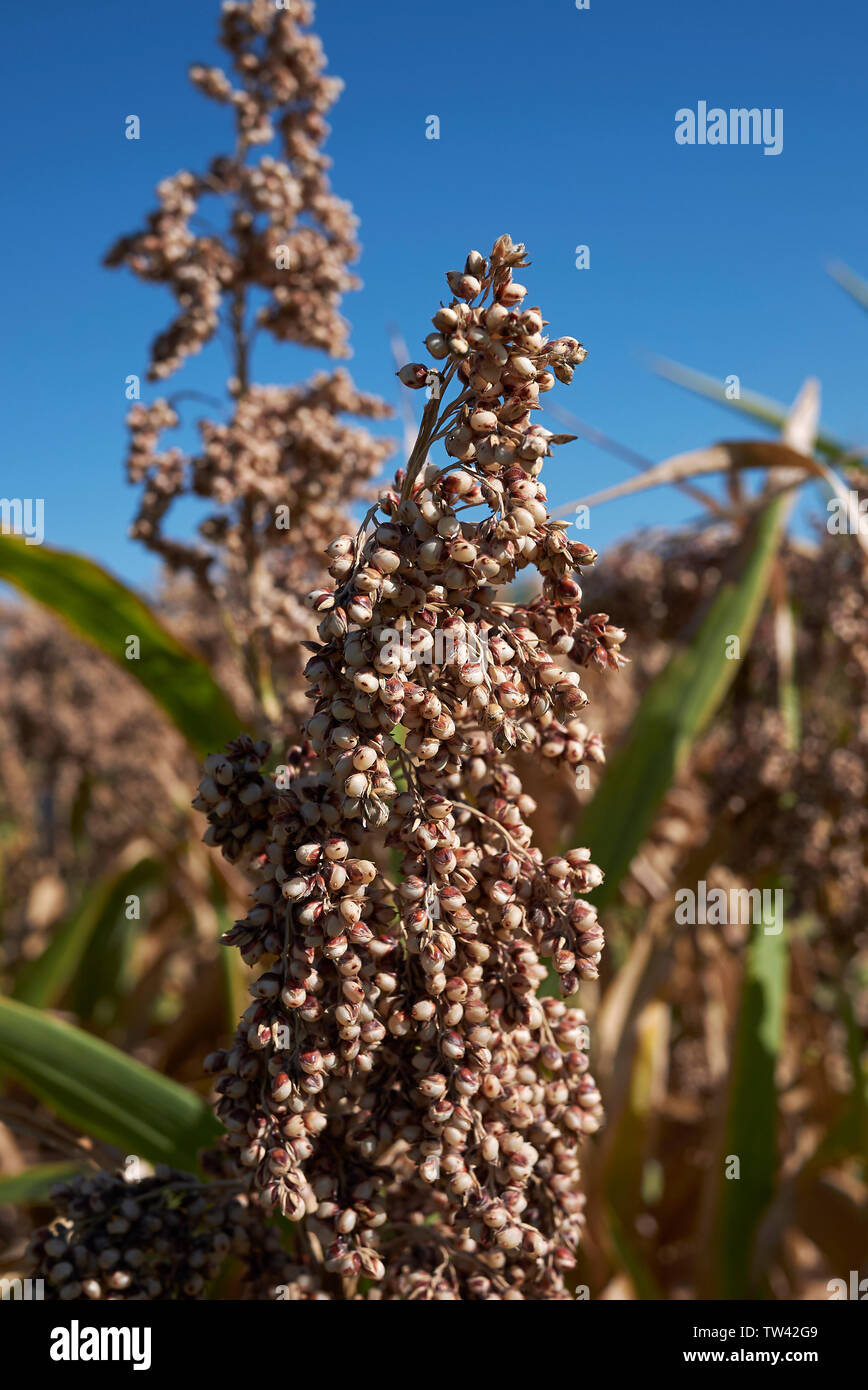 Sorgho à grain rouge Banque de photographies et d’images à haute ...