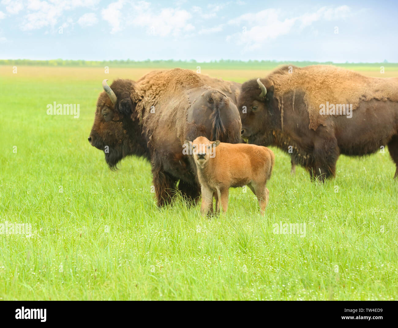 Bison Des Steppes Banque d'image et photos - Alamy