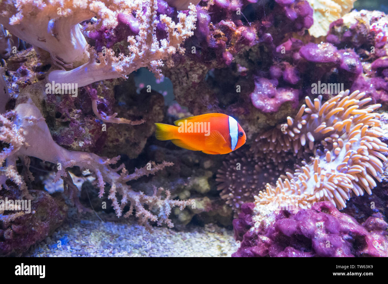 Sea World Banque d'image et photos - Alamy