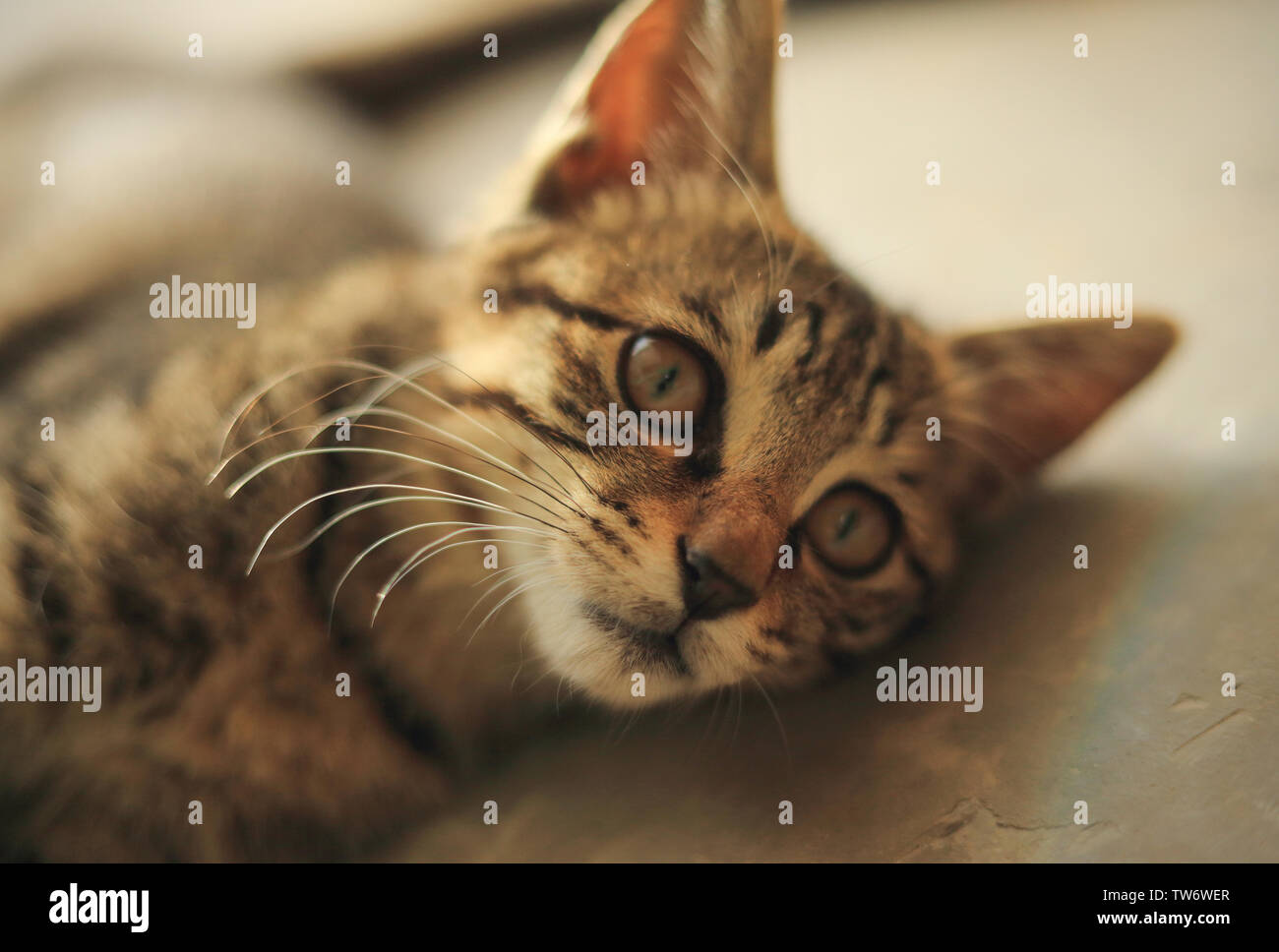 Simple cat Banque de photographies et d’images à haute résolution - Alamy