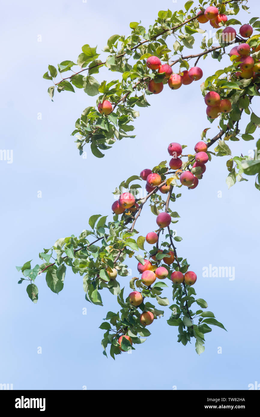 Branche d'arbre chute de pommes Banque de photographies et d’images à ...
