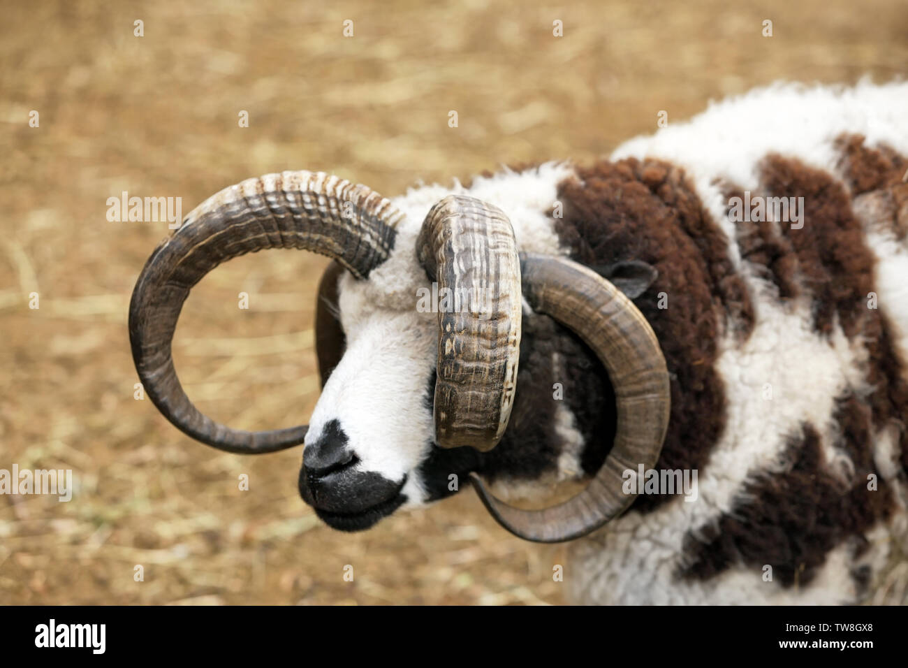 Jacob sheep Banque de photographies et d’images à haute résolution - Alamy
