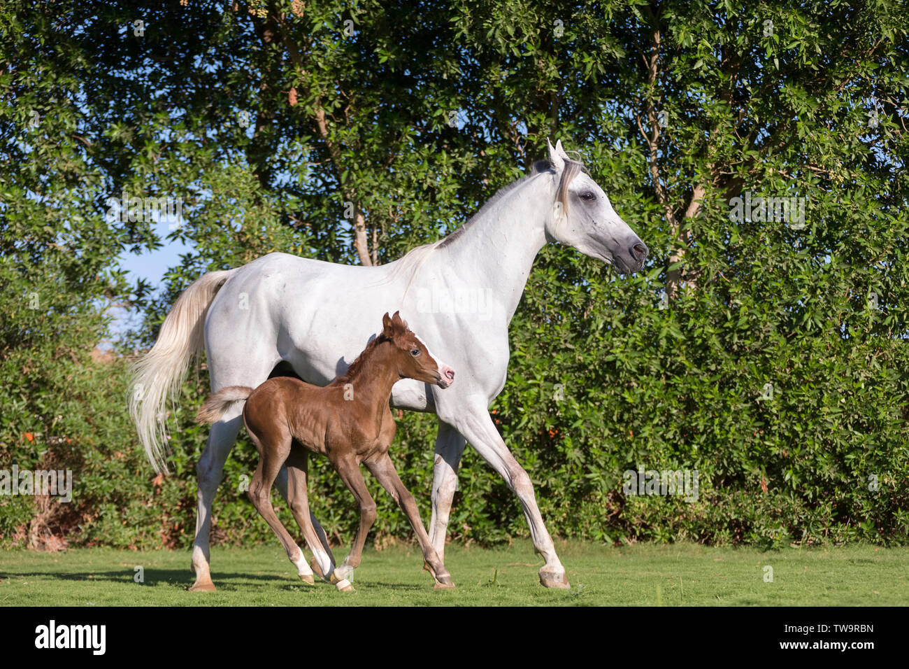 Cheval Arabe pur-sang. Jument grise avec poulain trottant sur une ...