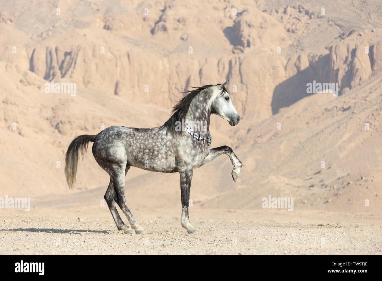 Cheval arabe Banque de photographies et d’images à haute résolution - Alamy