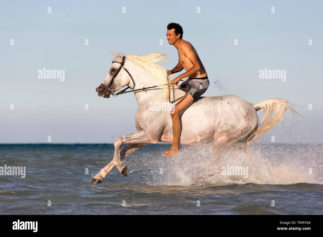 Arabian horse galloping beach Banque de photographies et d’images à ...