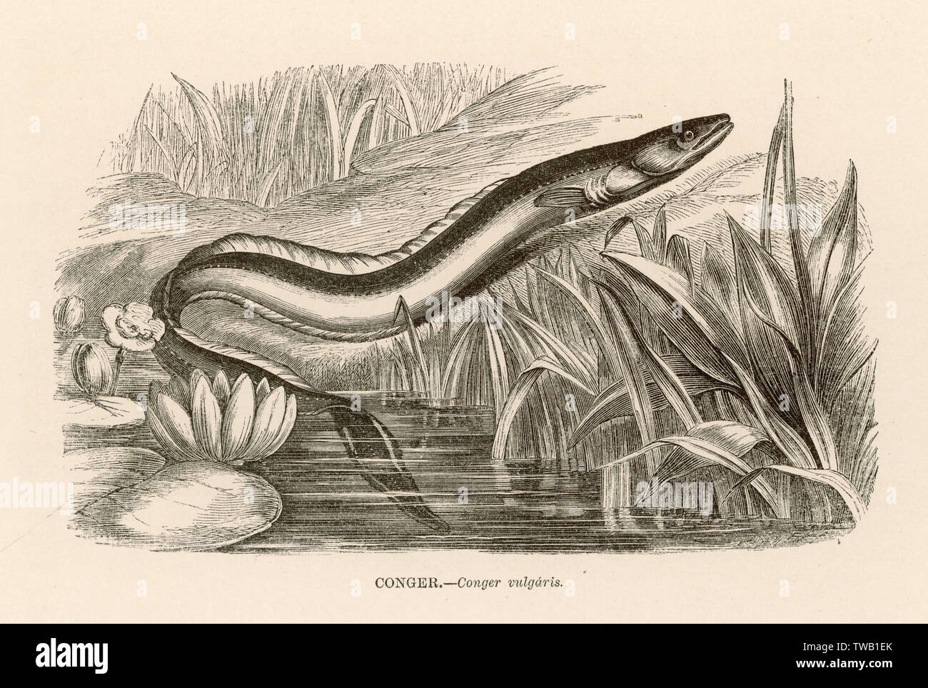 Anguille marine Banque de photographies et d’images à haute résolution ...