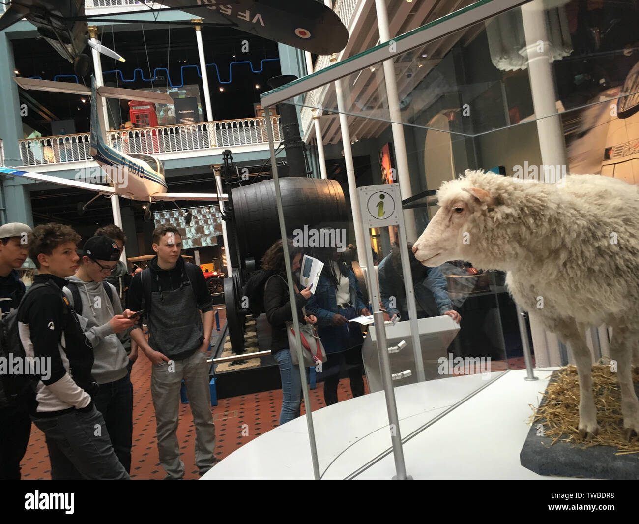With dolly the sheep dolly Banque de photographies et d’images à haute ...