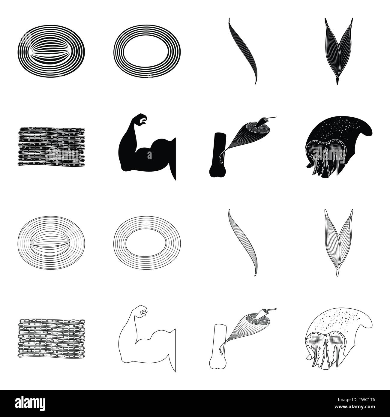 La Conception De La Fibre Et Vecteur Icône Musculaire Collection De Fibres Et De Corps Stock