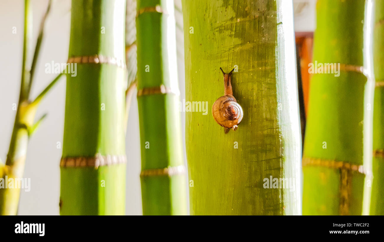 Vert escargot Banque de photographies et d’images à haute résolution ...