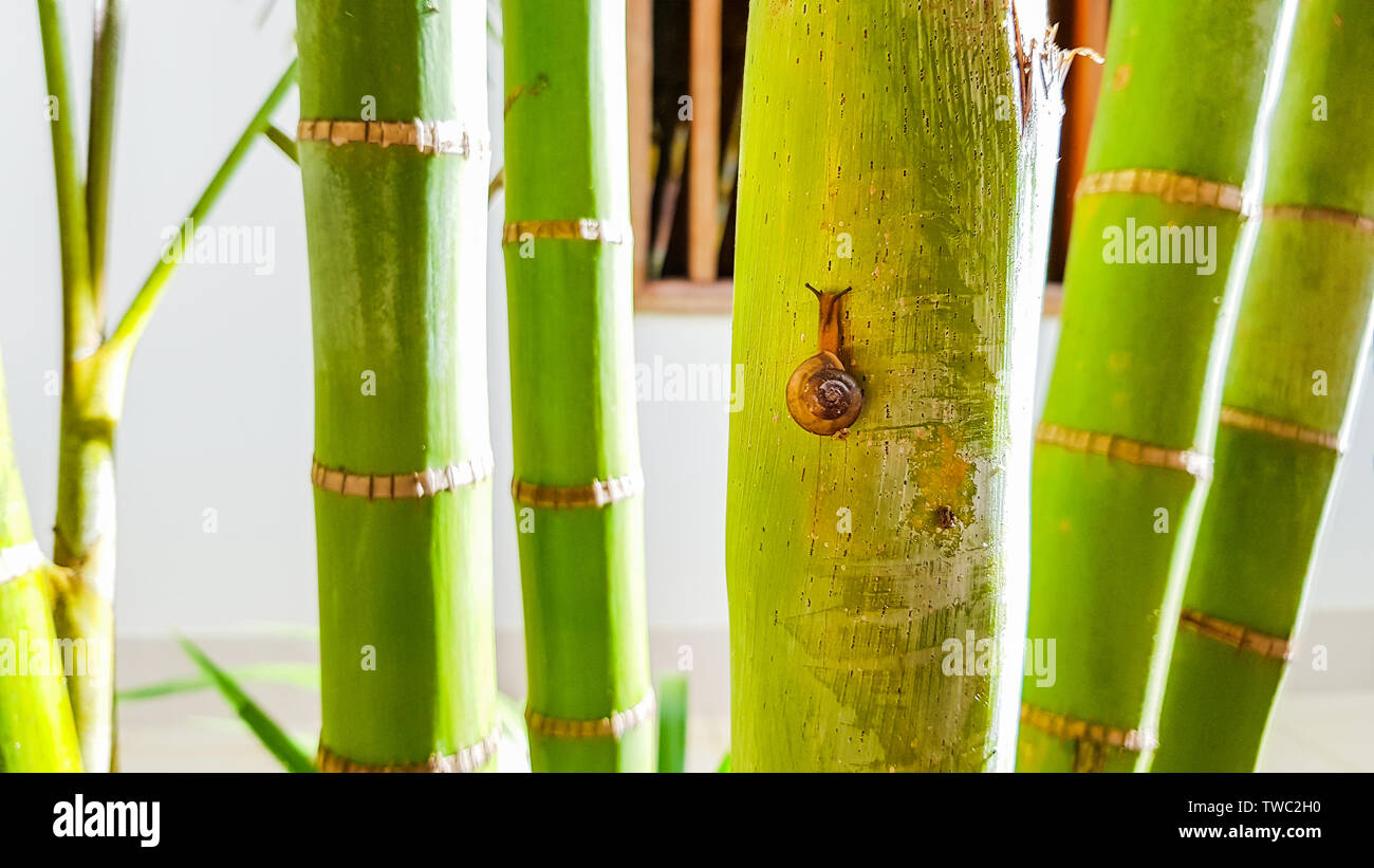 Vert escargot Banque de photographies et d’images à haute résolution ...