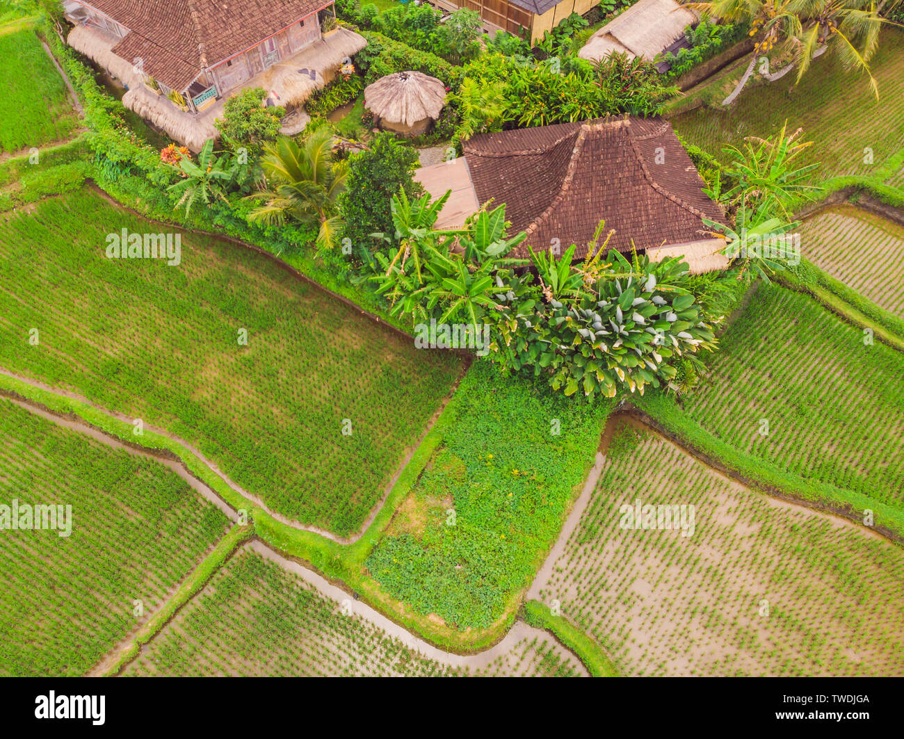 Image de belles rizières en terrasses dans l'eau et l'irrigation à ...