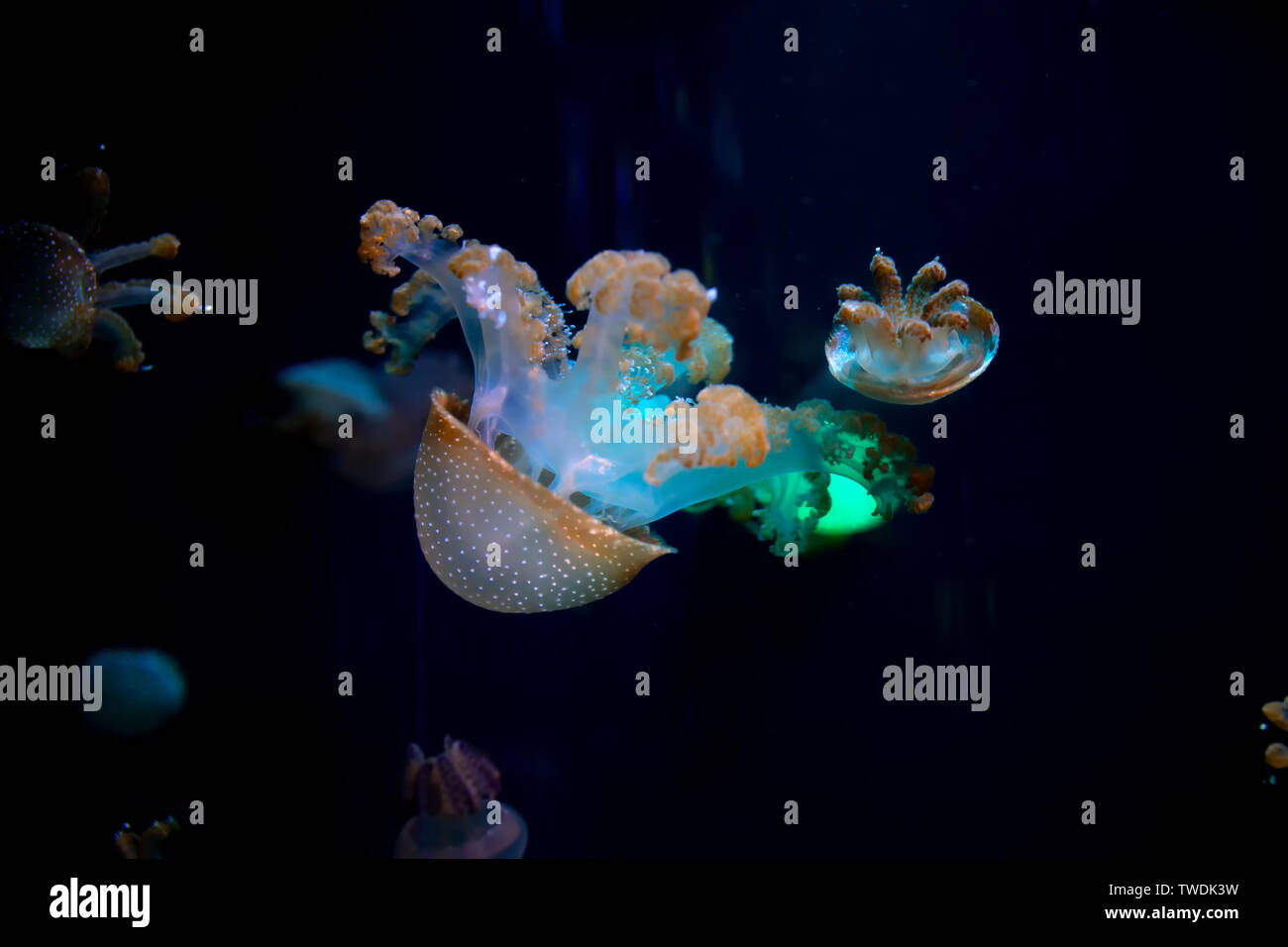 Close-up, Méduse Méduse en aquarium avec éclairage au néon. Méduse est ...