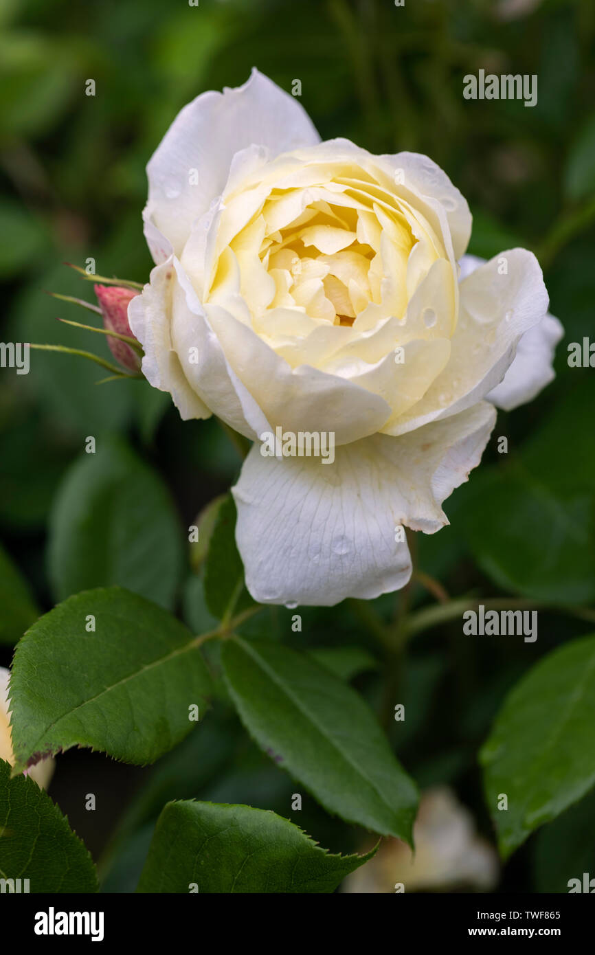 Rosa vanessa bell Banque de photographies et d’images à haute ...