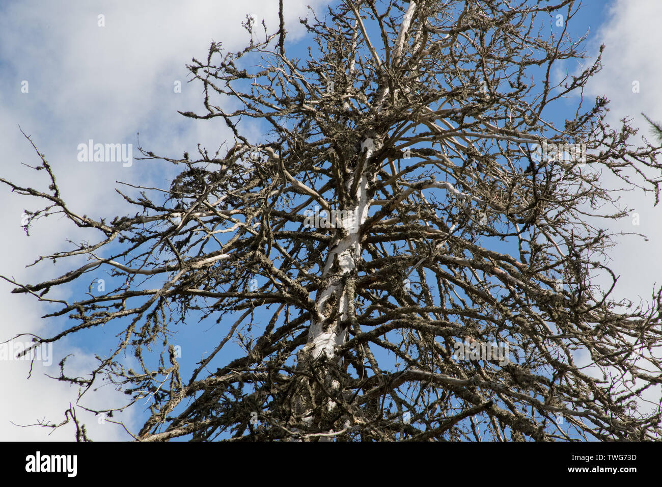 Arbre sec Banque de photographies et d’images à haute résolution - Alamy