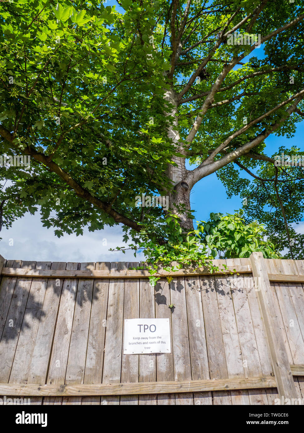 Tree protection order Banque de photographies et d’images à haute ...