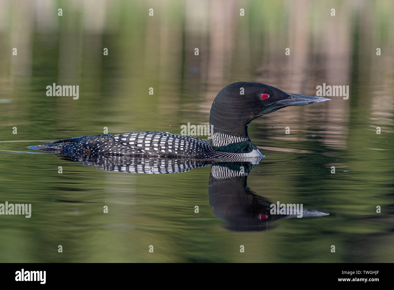 Mère huard Banque de photographies et d’images à haute résolution - Alamy