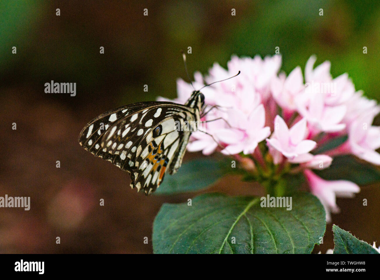 Papillon Sur Fleur Rose Banque d'image et photos - Alamy