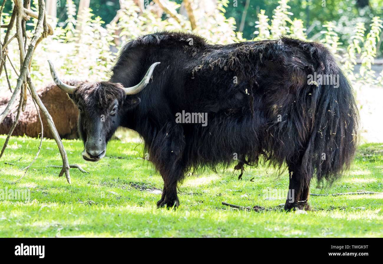 La branche de yack, Bos grunniens est un poil long de bovidés domestiques trouvés dans la région ...