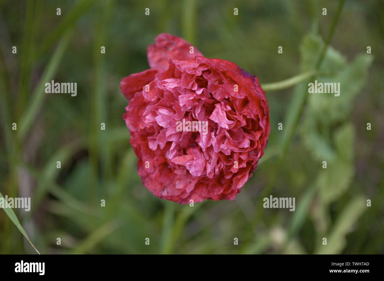 Ailes de papier de soie Banque de photographies et d’images à haute ...
