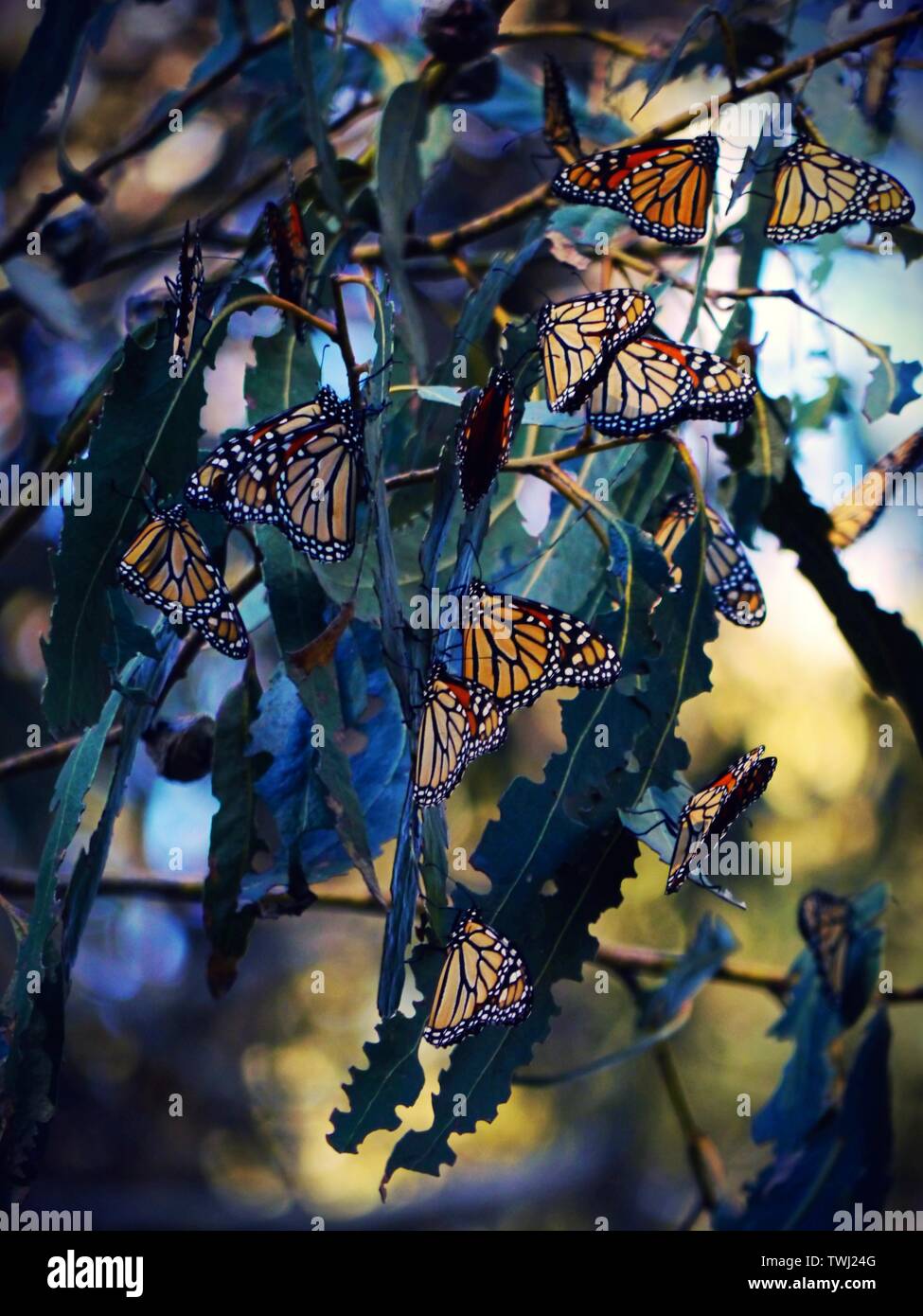 Migration du papillon monarque Banque de photographies et d’images à ...