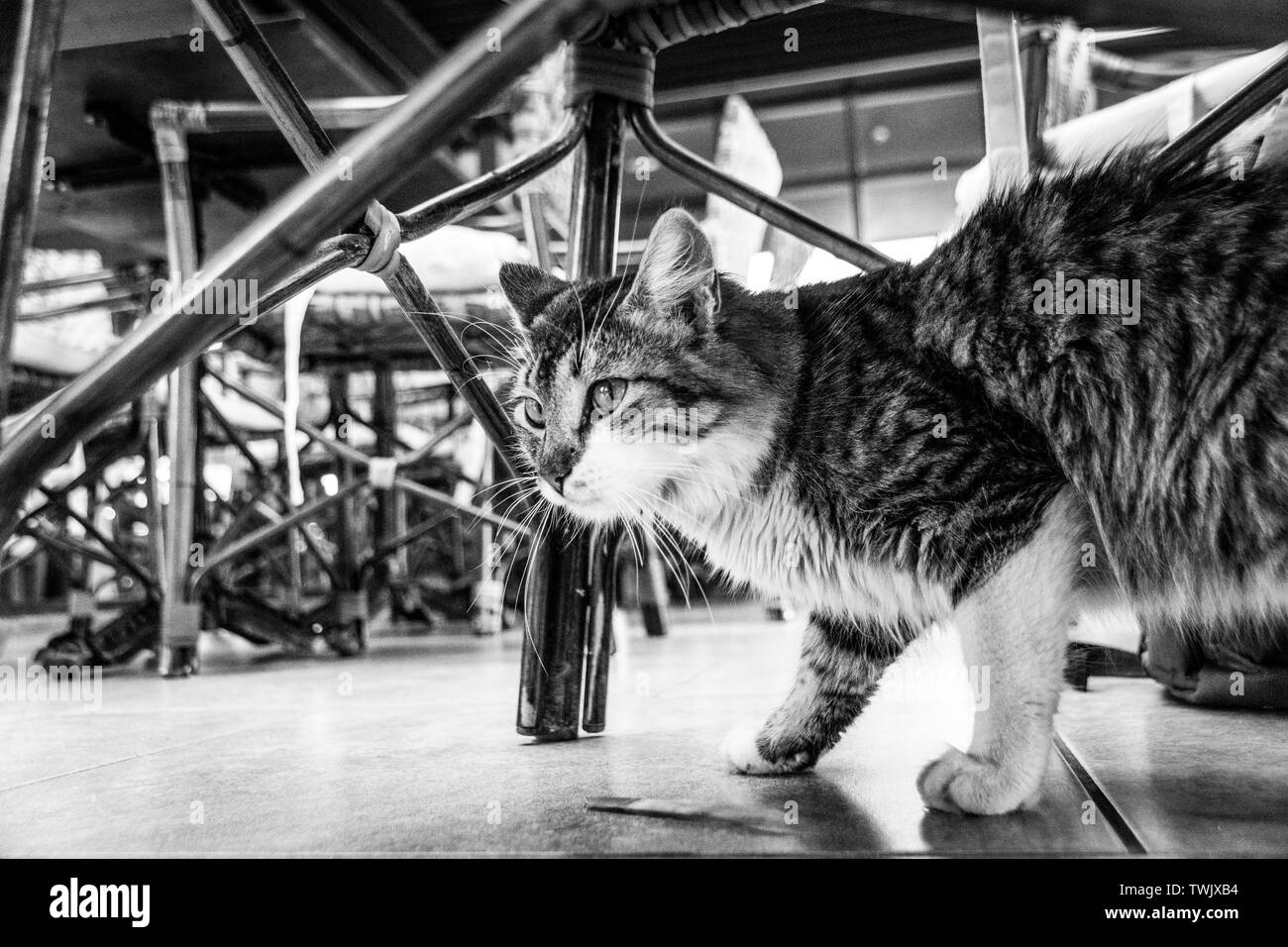 Gato para colorear para imprimir Banque d'images noir et blanc - Alamy