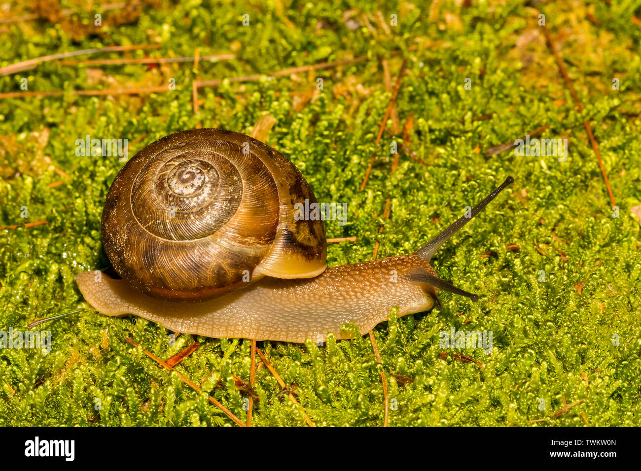 Grandes especies terrestres Banque de photographies et d’images à haute ...