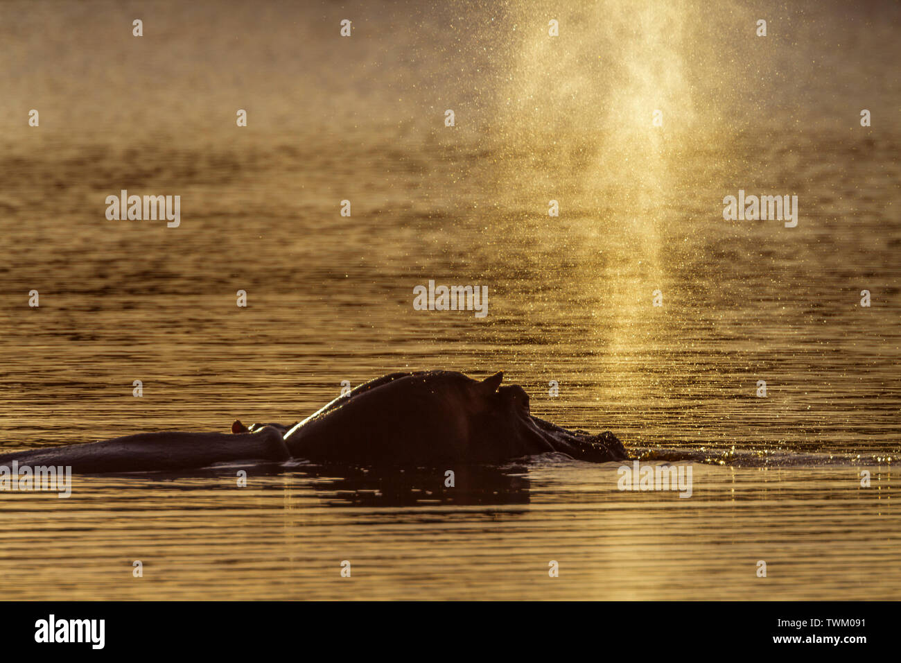 L'explosion de l'hippopotame dans l'eau du parc national Kruger ...