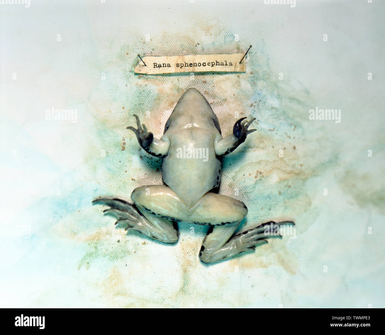 Dissection de grenouille Banque de photographies et d’images à haute ...