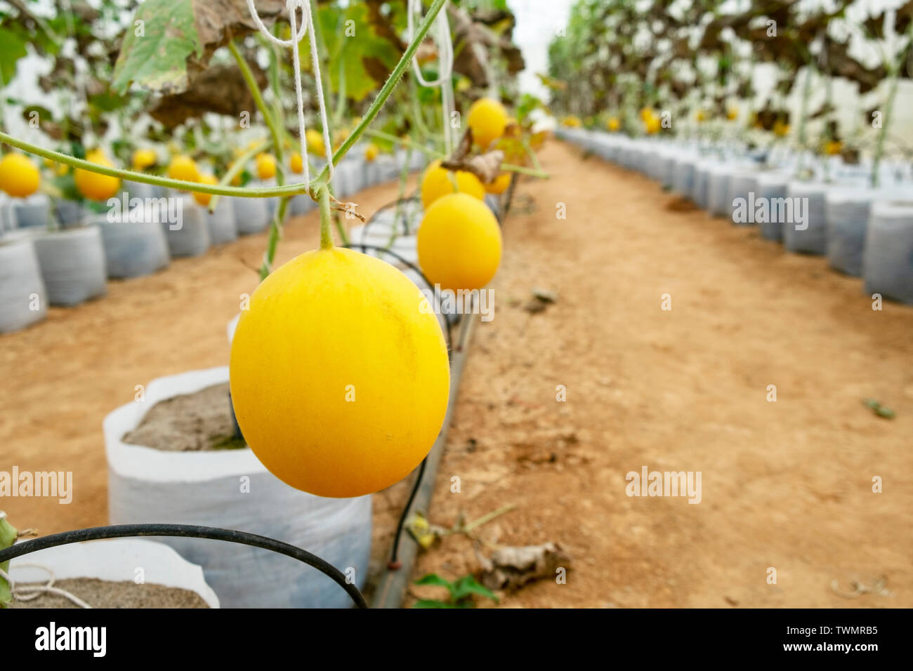 Les melons en serre ferme. Jeune Pousse de melons en serre, de plus en ...