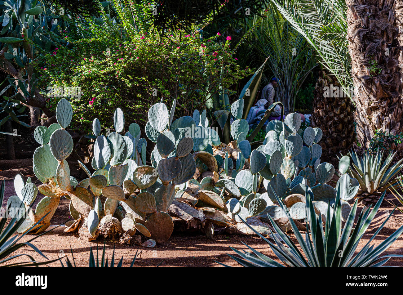Flore marocaine Banque de photographies et d’images à haute résolution ...