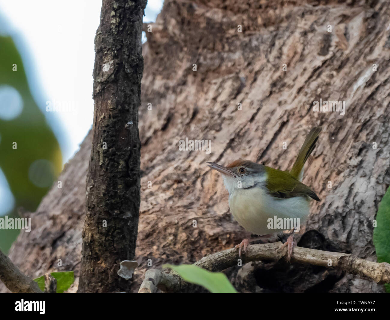 Orthotomus sutorius Banque de photographies et d’images à haute ...