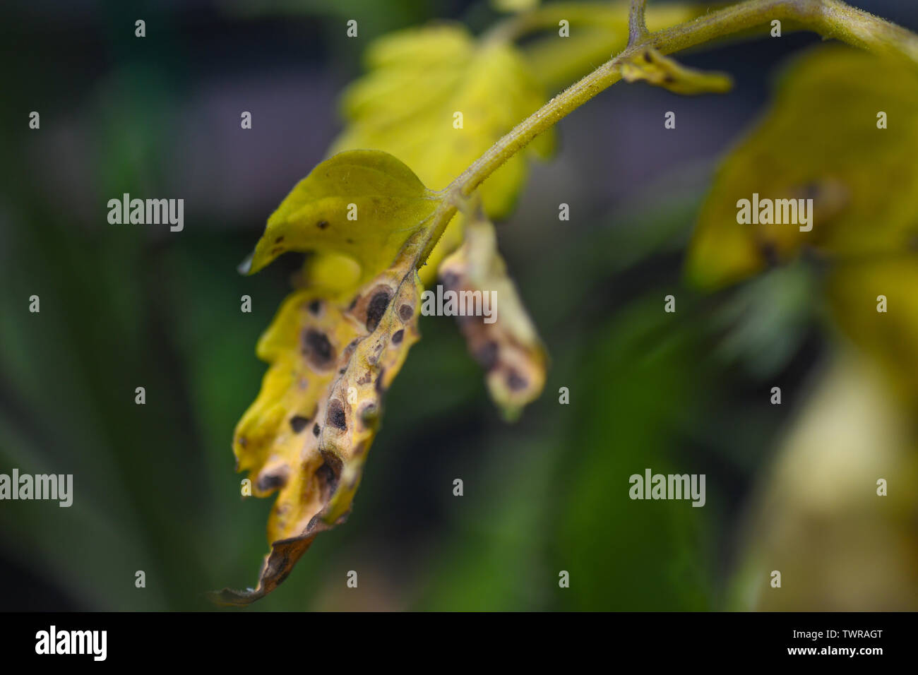 Feuille De Plante Malade Banque d'image et photos - Alamy