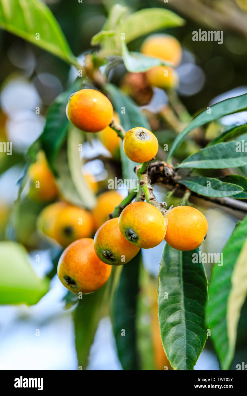 Arbre fruitier de jardin Banque de photographies et d’images à haute ...
