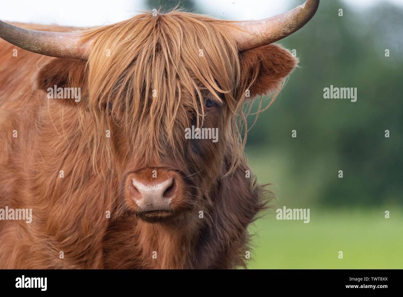 Vache angus rouge Banque de photographies et d’images à haute ...