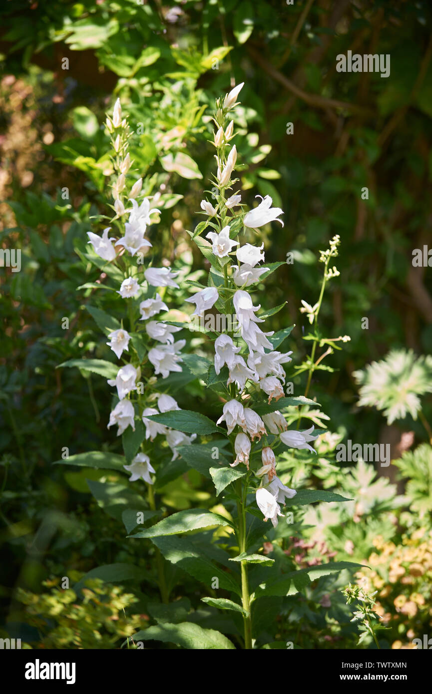 Fleurs de clochette Banque de photographies et d’images à haute ...