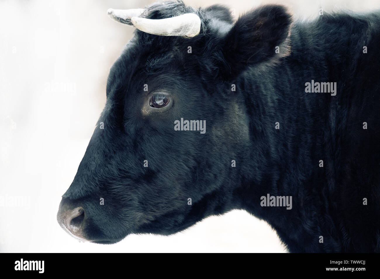 L'élevage des bovins de race blanche, de l'élevage. Les vaches paissent ...