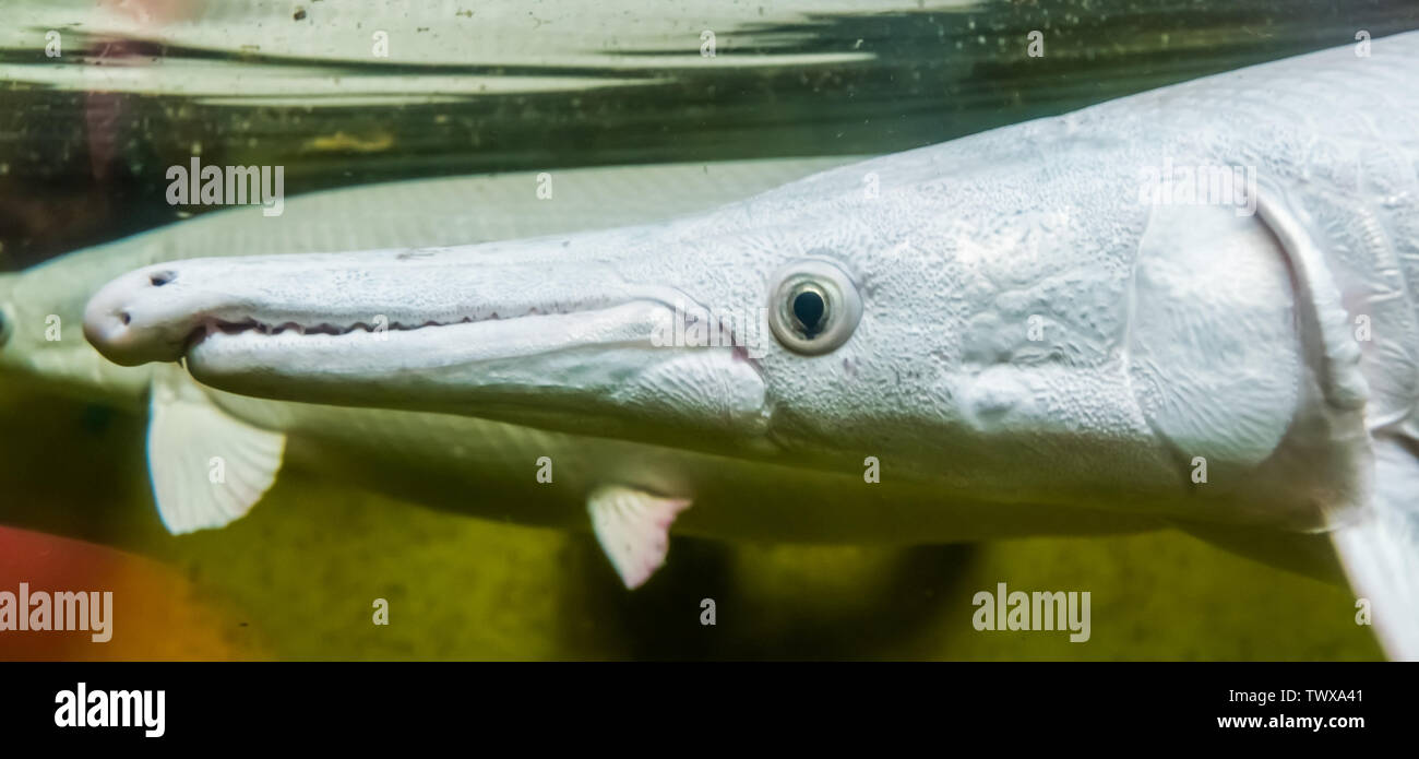 La tête d'un alligator gar en gros plan, l'aquarium populaire animal ...
