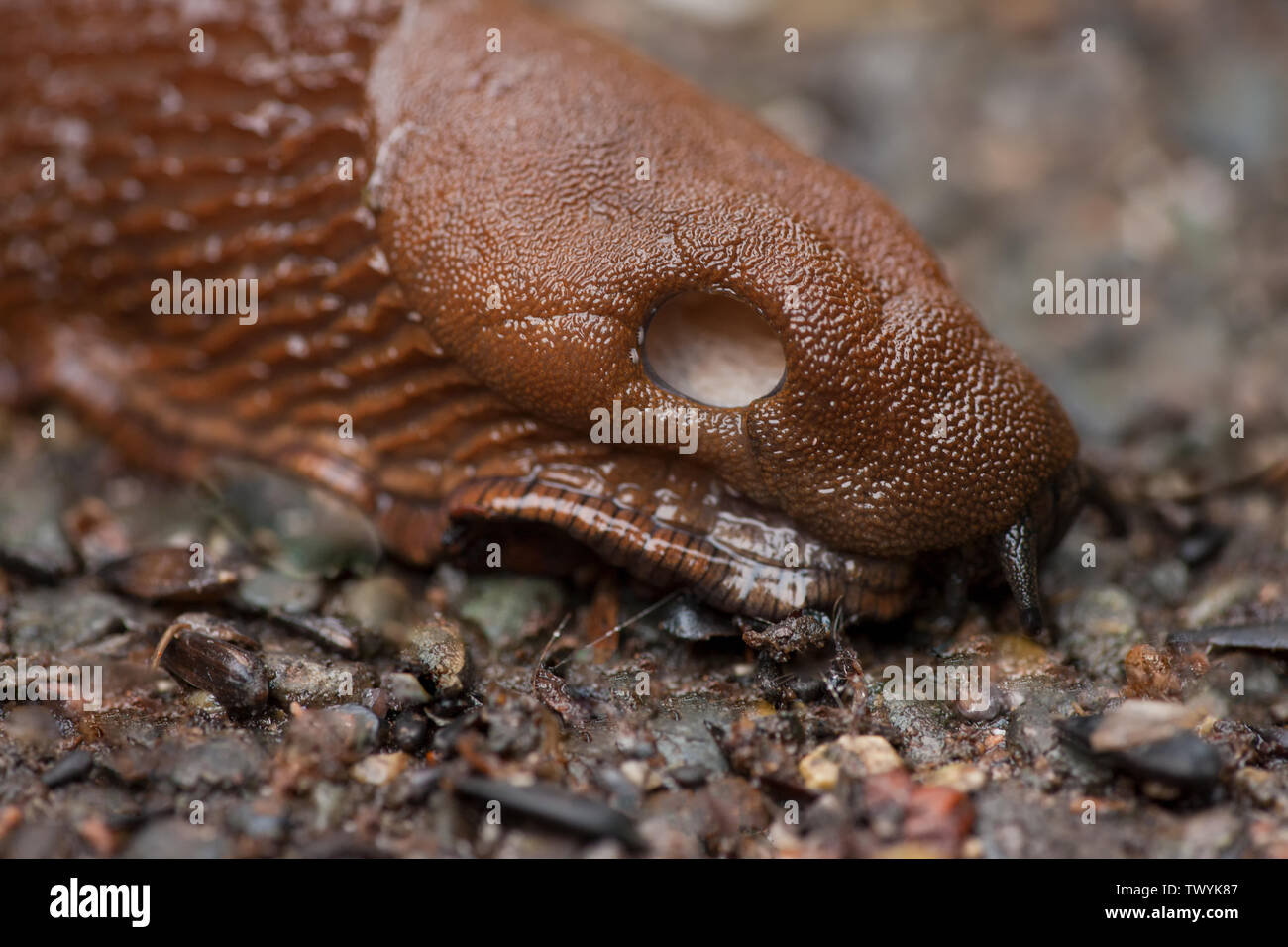 Breathing pore Banque de photographies et d’images à haute résolution ...