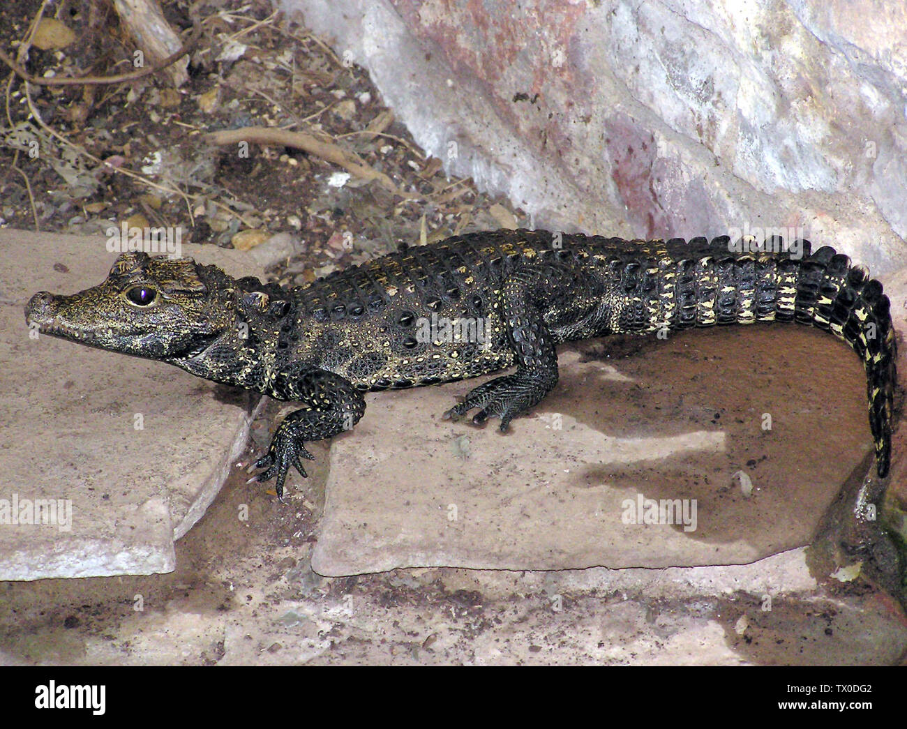 Crocodile nain ouest africain osteolaemus tetraspis tetraspis au zoo de bristol Banque de ...