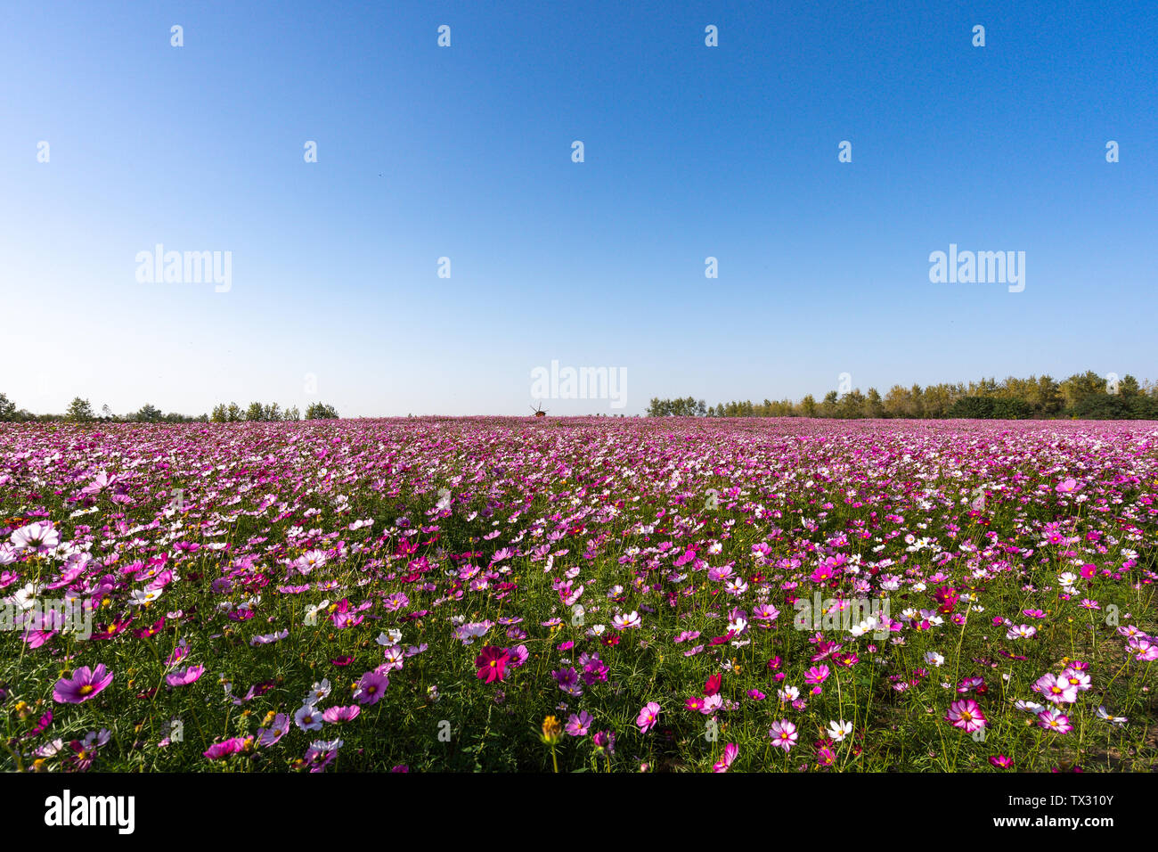 Une mer de fleurs Banque de photographies et d’images à haute ...